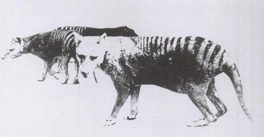 Thylacines - Back to Life?