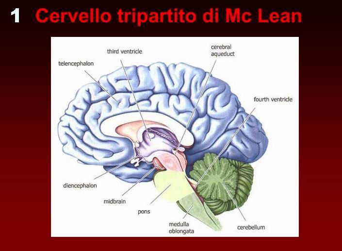 La didattica del terzo millennio: Paul D. MacLean, cervello tripartito ...