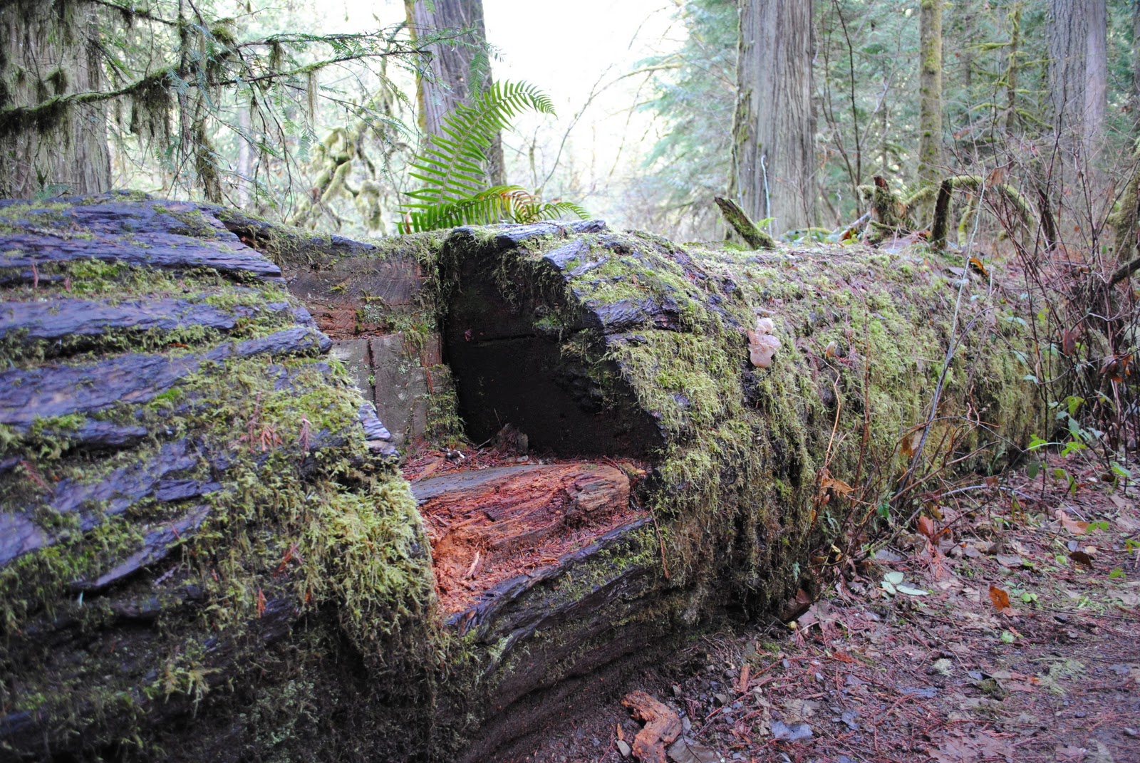Black Watch Sasquatch: Eagle Fern Park - Estacada, Oregon