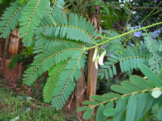 Tanaman Obat Turi ~ Teh Herbal Pelangsing Alami "Daun Jaticina"