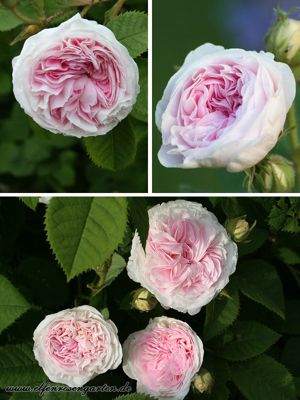 Elfenrosengarten: Félicité Parmentier