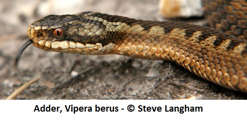Lynnu sp. (species): Vipera berus sau Vipera comuna
