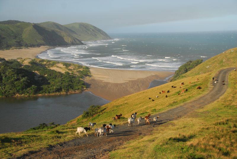 The Floral Hook: The Pondoland Square is here!