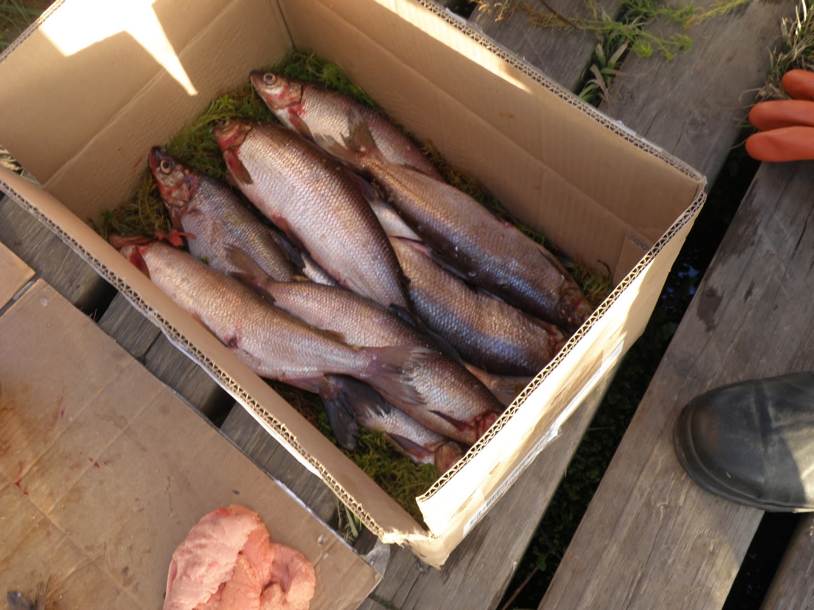 The Hall's Day-to-Day in AK: Stink Fish: A Native Food