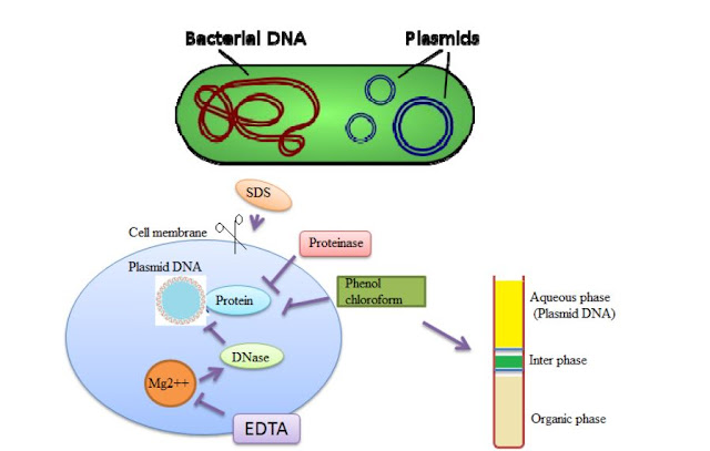 Plasmid DNA Isolation from Bacteria