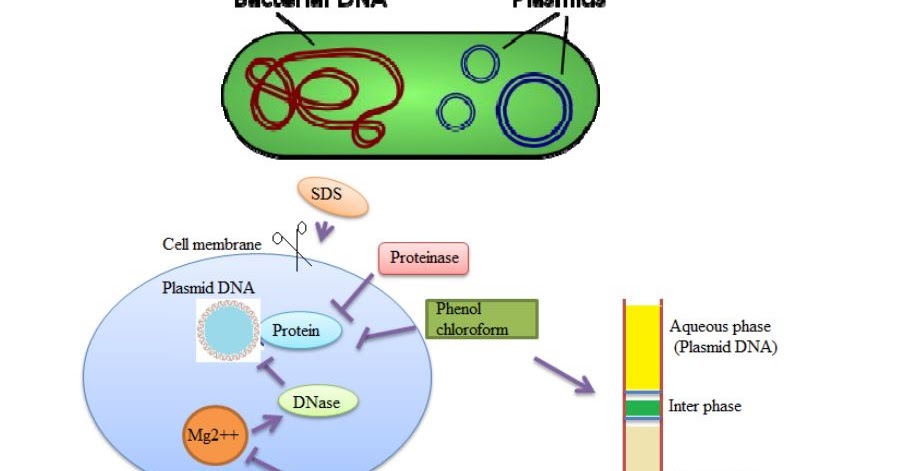 Plasmid DNA Isolation from Bacteria