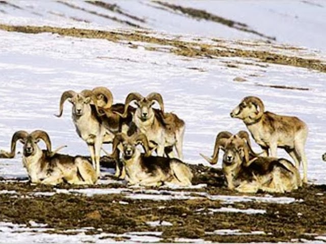 The Gilgit-Baltistan Blogger.: Khunjerab National park