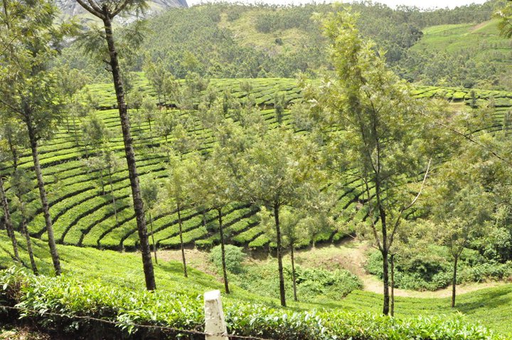 5 Amazing Photos of Munnar Hills