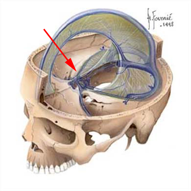 The Facial Triangle of Danger (Even Death) | Fauquier ENT Blog