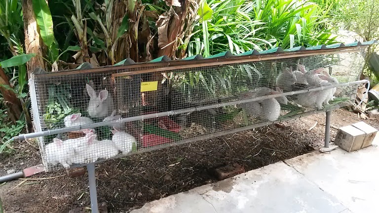 RingVille Rabbitry, Arnab Daging, Jasin Melaka, : Upgrade Reban Arnab