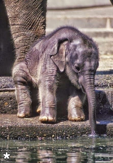 Animale: Un pui de elefant micut