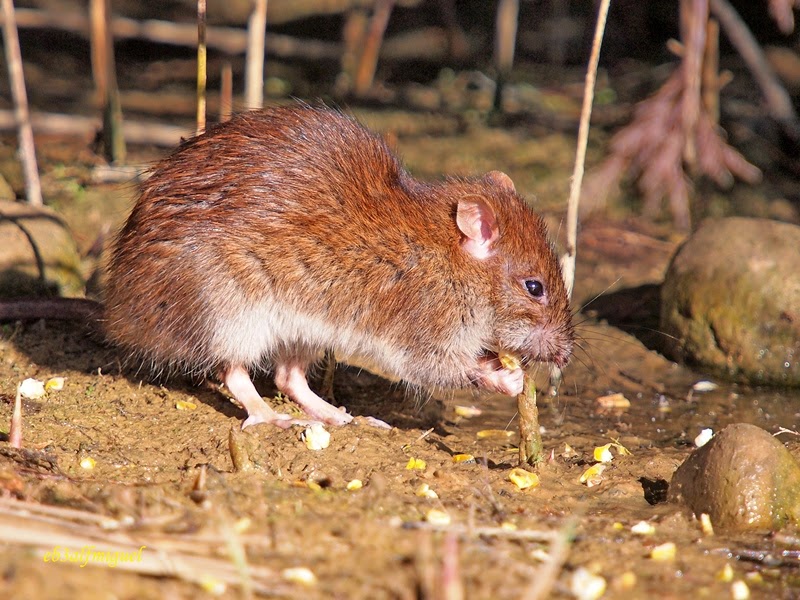Miguel fotografia: Rata Negra (Rattus rattus)
