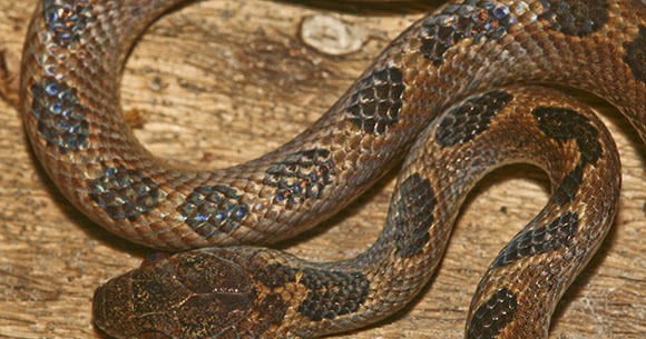 The Herpetology of Trinidad and Tobago: Cat-eyed Snake, Leptodeira ...