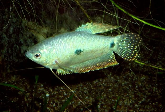 Tricogaster ~ FishMania