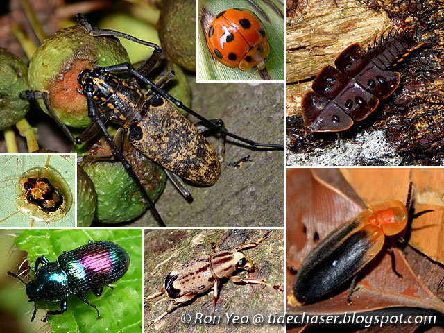 tHE tiDE cHAsER: Insects (Phylum Arthropoda: Class Insecta) of Singapore