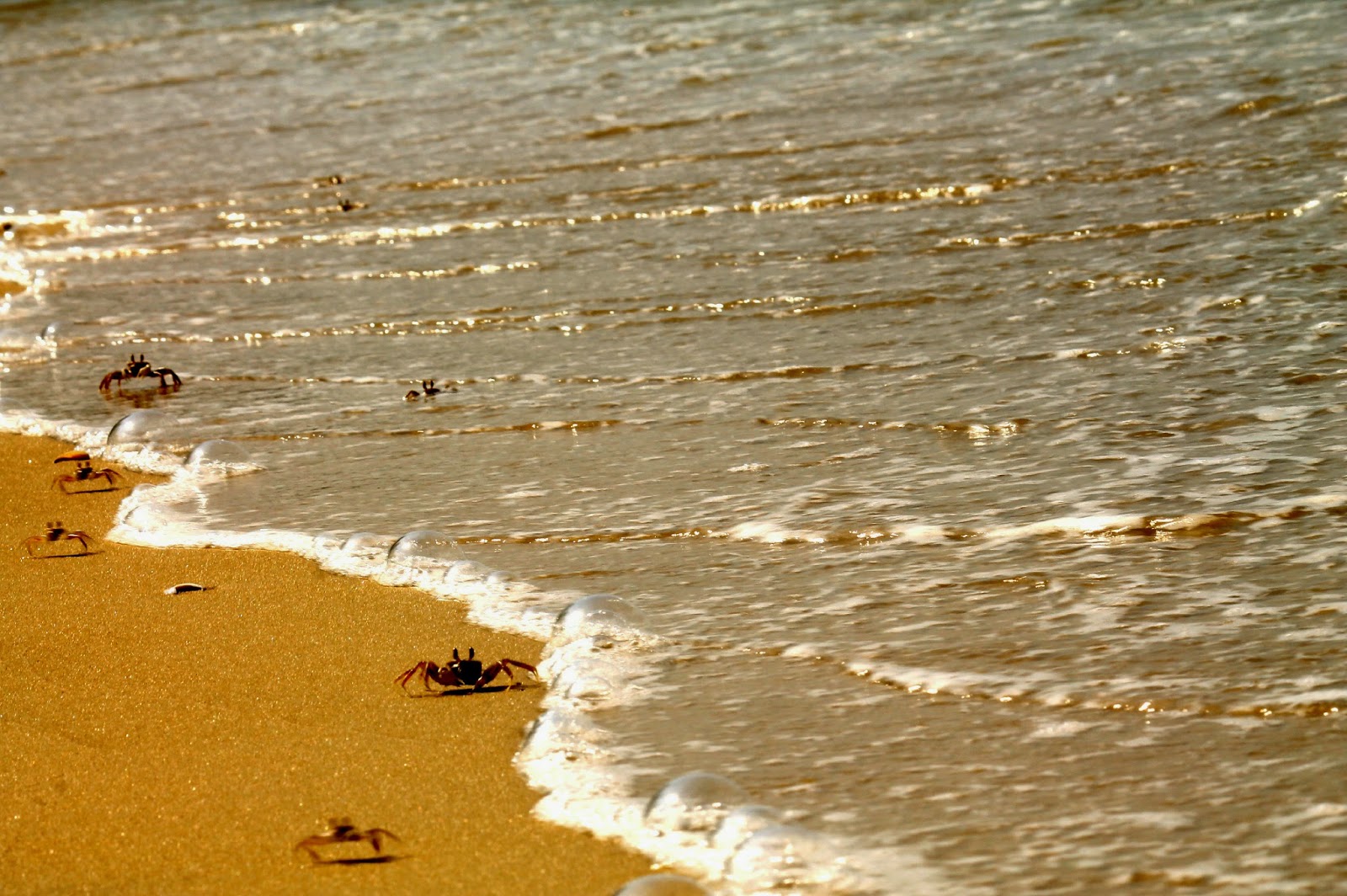 Rajivc-food-travel-life: Uncovering the Hidden Gem in Karnataka, Kodi ...