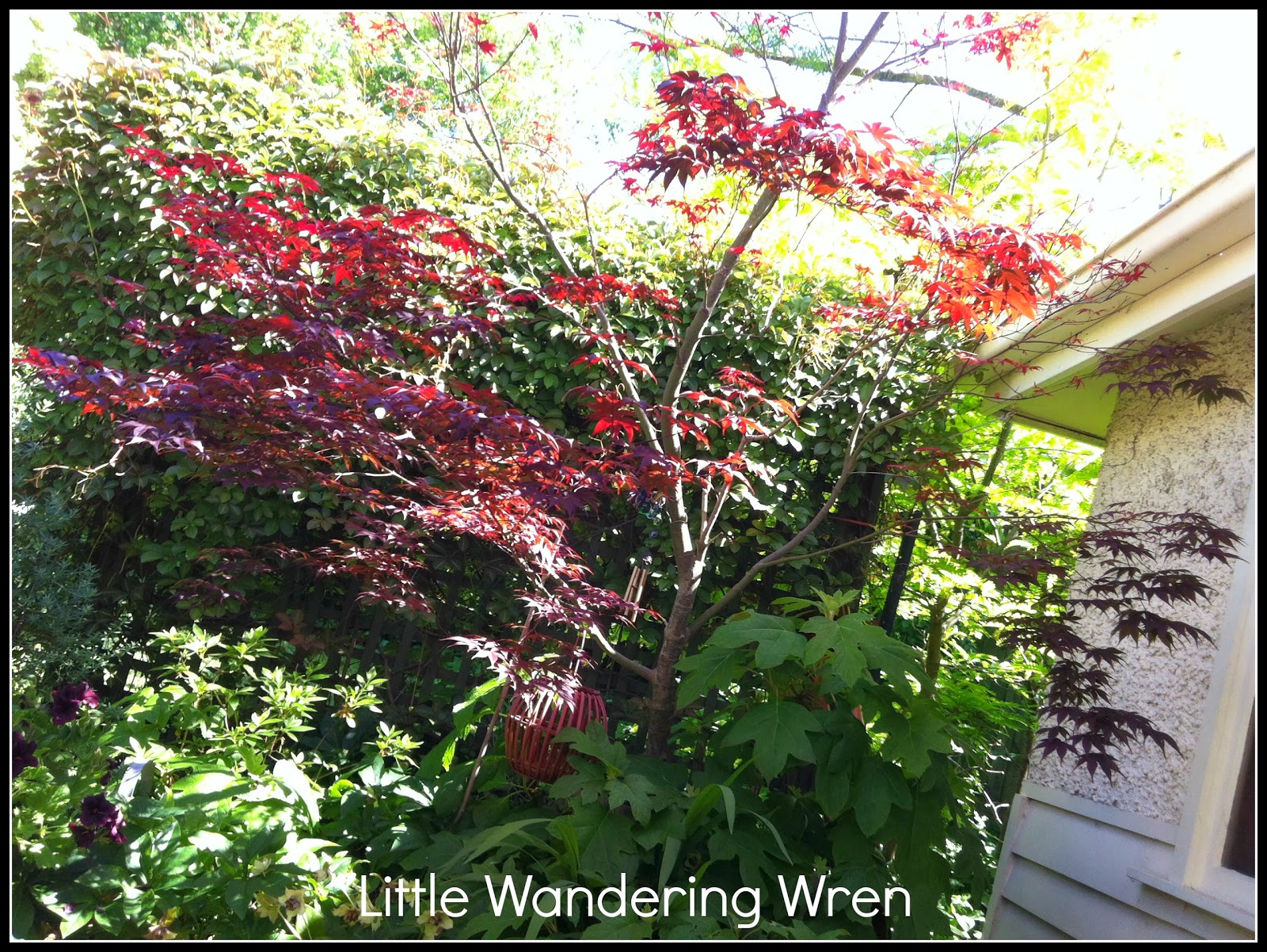 Melbourne Spring Garden - LittleWanderingWren