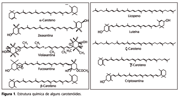 Asteraceae: Lipídios
