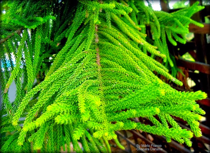 Meu Cantinho Verde: PINHEIRO-DE-NORFOLK, ARAUCÁRIA-DE-NORFOLK ...