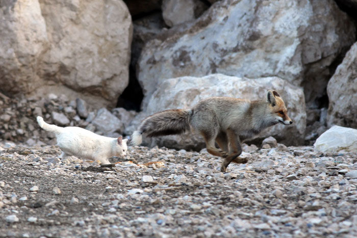 Unlikely friendship, cat and fox (10 pics) | Amazing Creatures