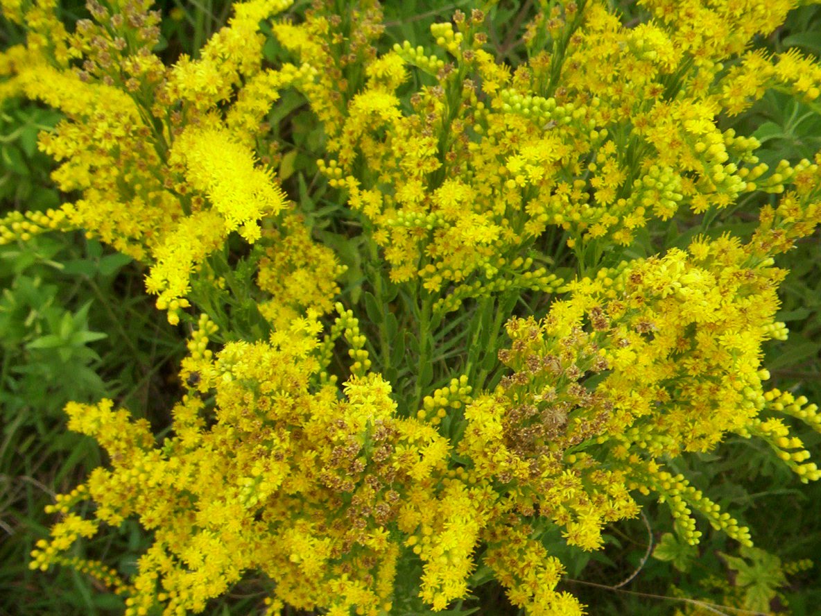 FLORA DE MISIONES Argentina: Solidago chilensis Meyen var. chilensis