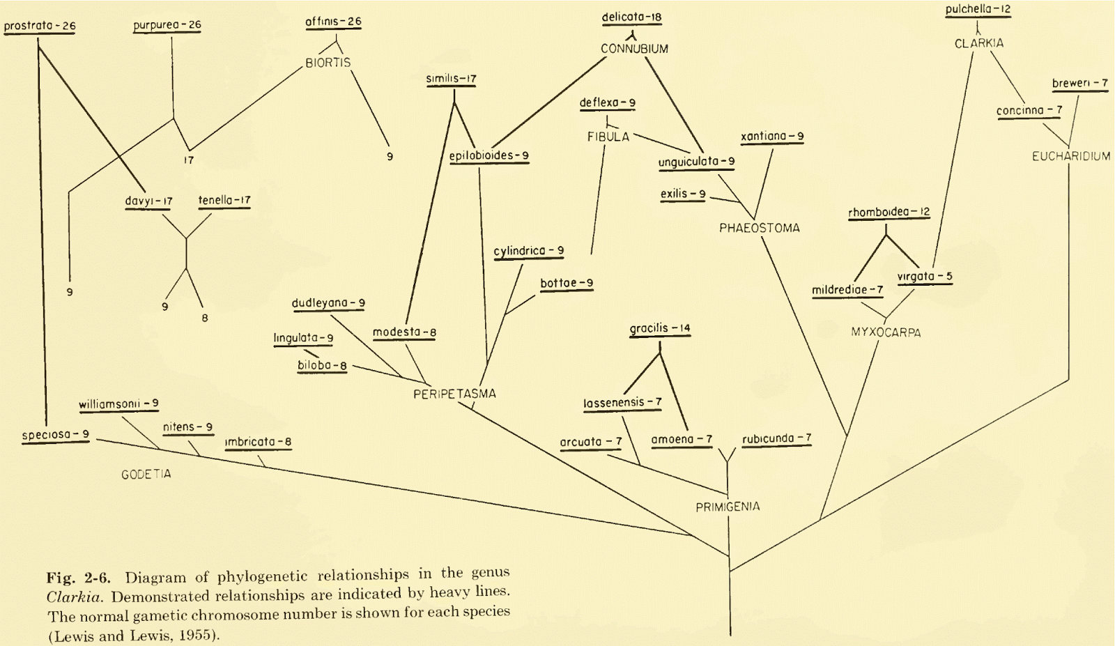 The Genealogical World of Phylogenetic Networks: Phylogenetic networks ...