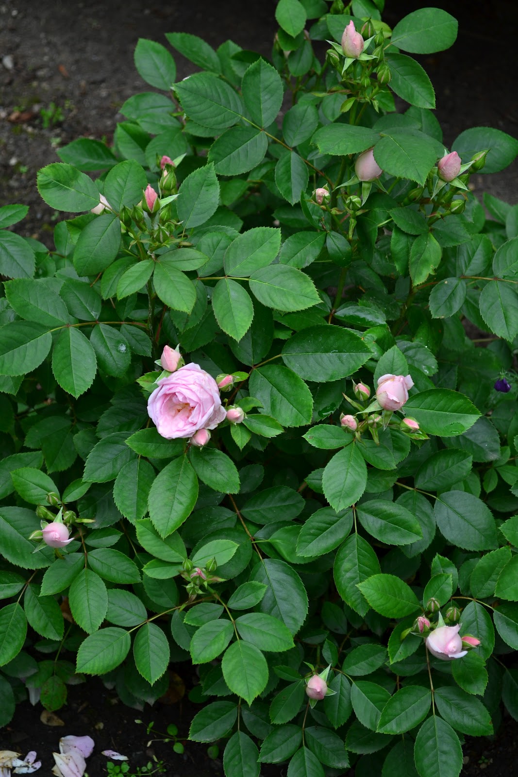 Jennelise: Summer Florals