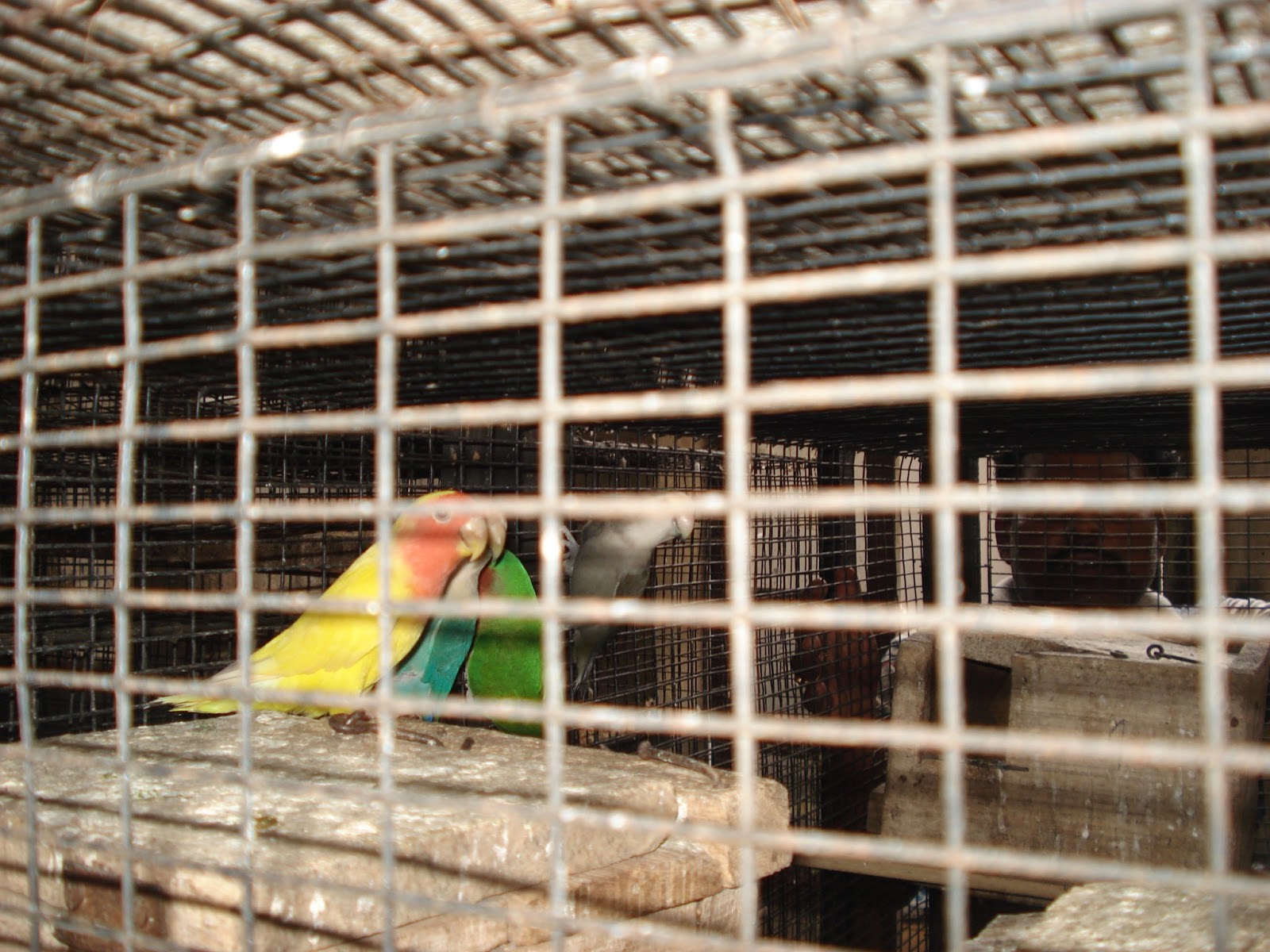 GK BIRDS FARMS: AFRICAN LOVE BIRDS