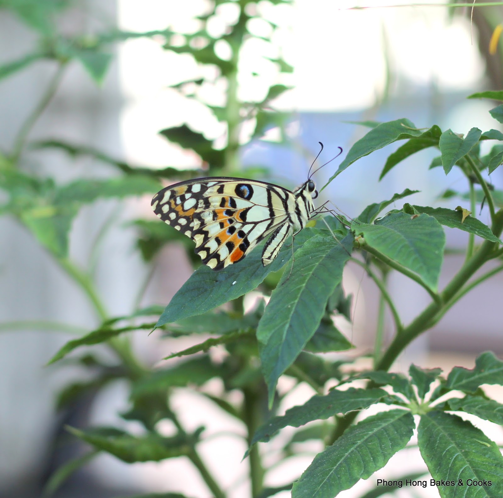 PH the Malaysian Carnivore: Pretty Critters