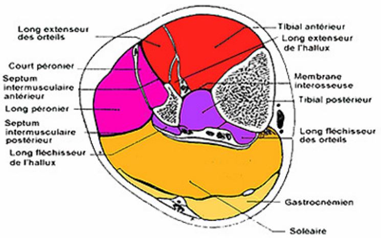 Un médecin du sport vous informe: Syndrome des loges musculaires de jambe