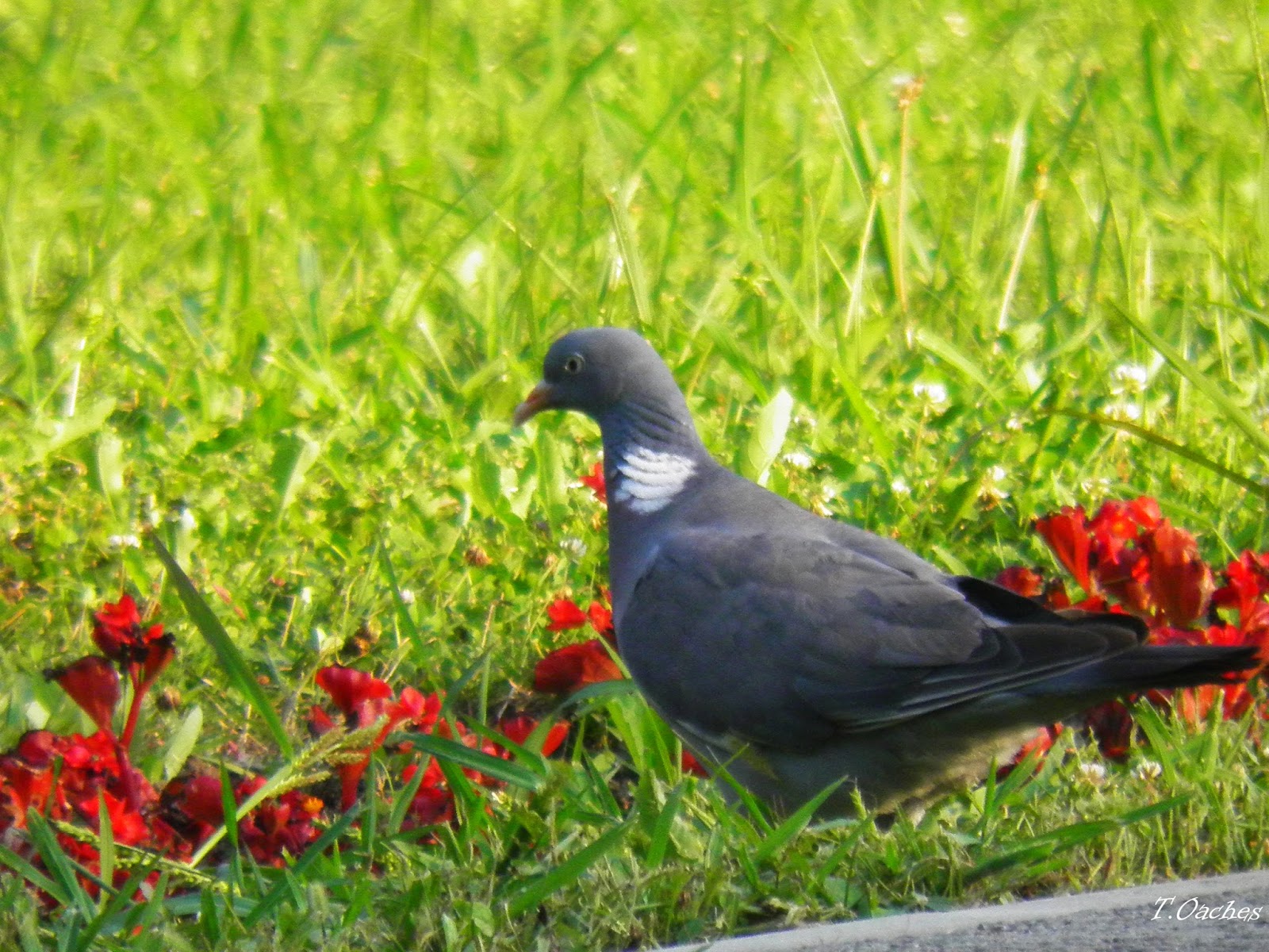 PASARI DIN ROMANIA: PORUMBEL SALBATIC GULERAT, Columba palumbus