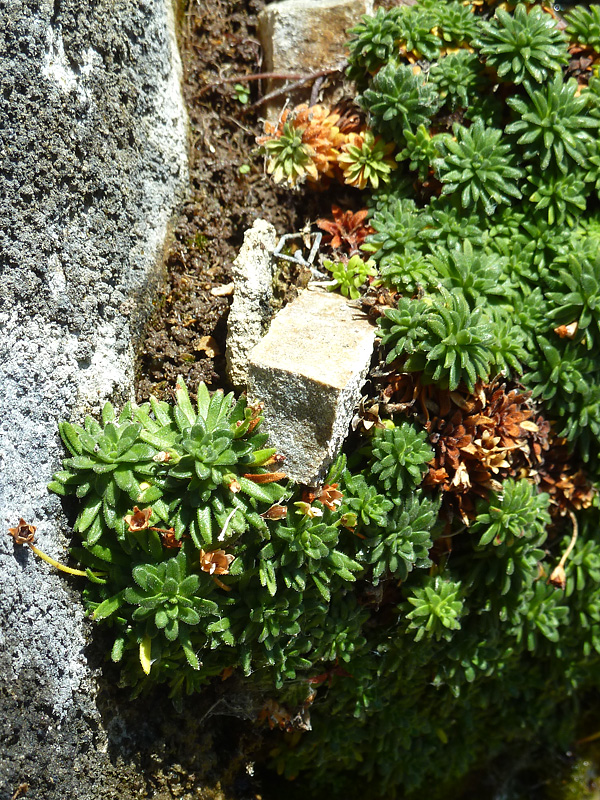 PASOS: Ordesa, Faja Racón. 19 de septiembre