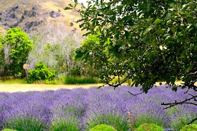 It's coming! - The Lavender Apple