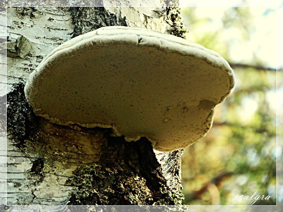 Zdrowie dla Każdego: Huba brzozowa, palma sabałowa i inne zioła mieszanki.