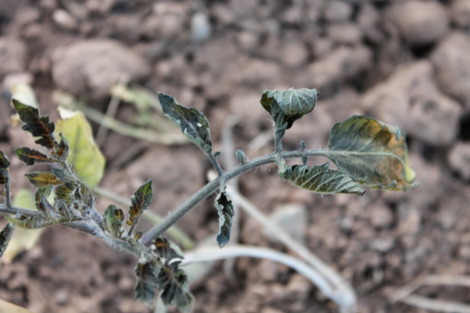 Nova Scotia Vegetable Blog: Freezing Injury Observed on Tomato, Pepper ...