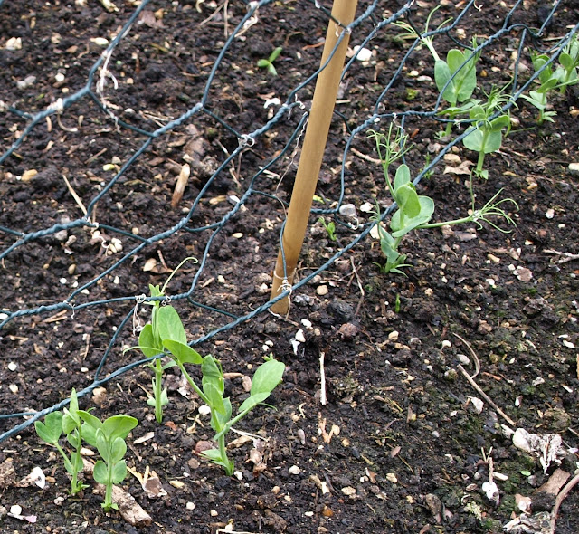 Mark's Veg Plot: A trio of Peas