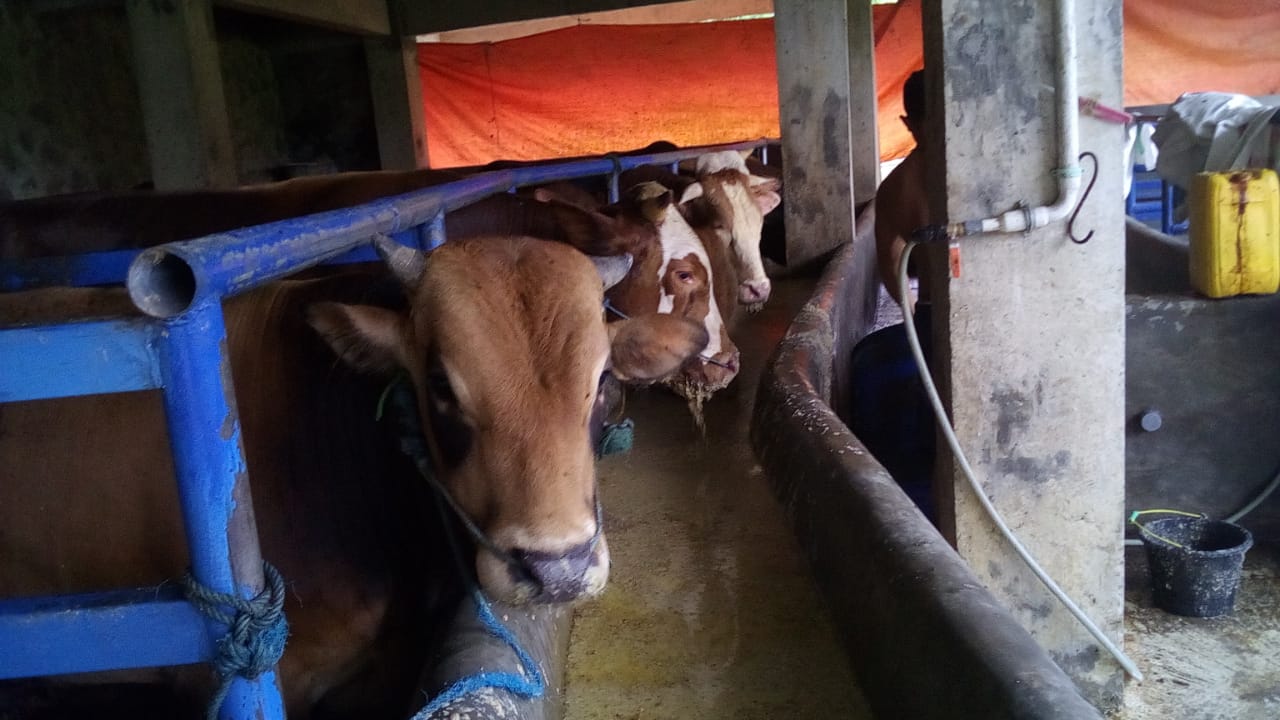 Cara Penggemukan Sapi Limosin Lengkap