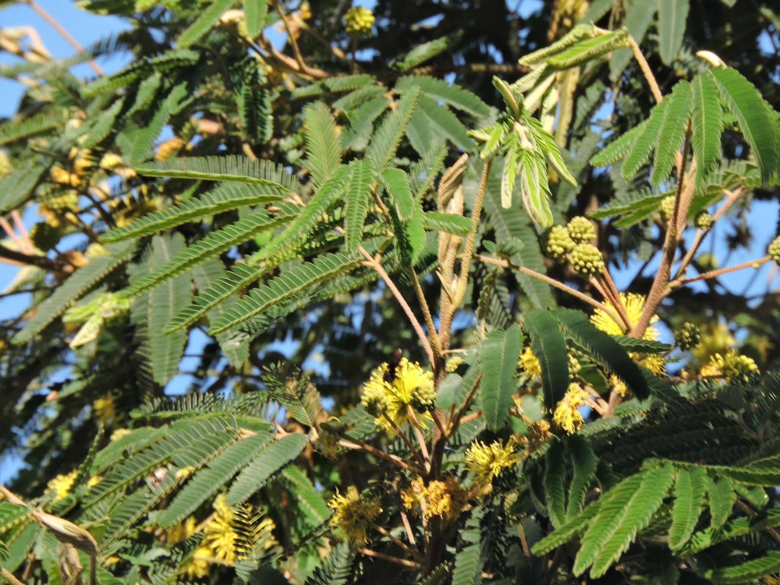 Fabaceae - Leguminosae no Brasil: Fabaceae - Mimosa scabrella Benth ...