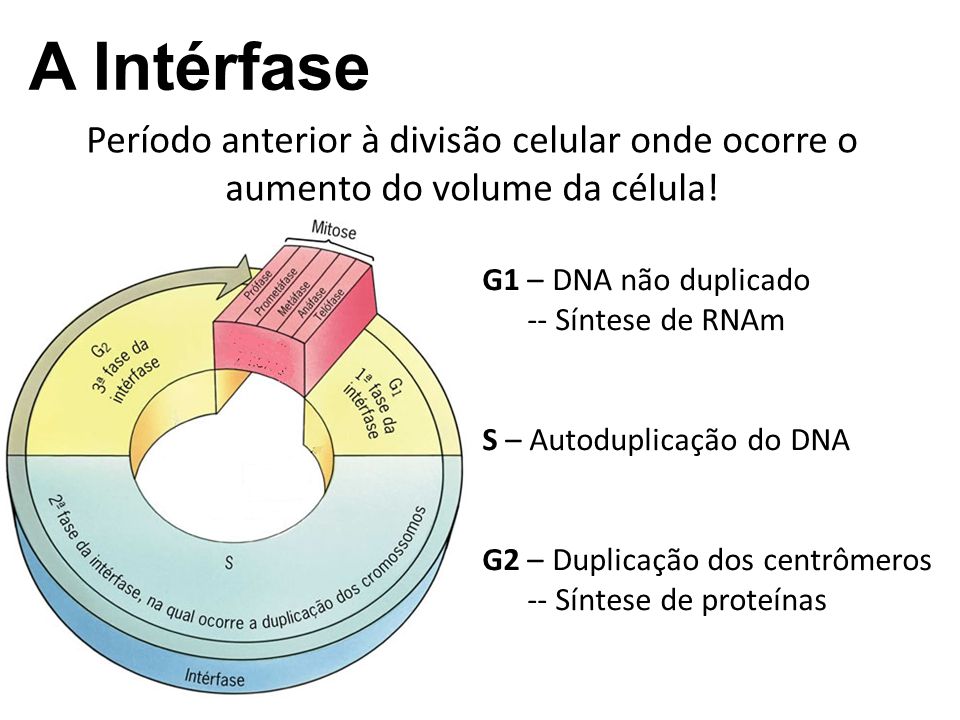 Mitose | Biologia: A ciência da vida