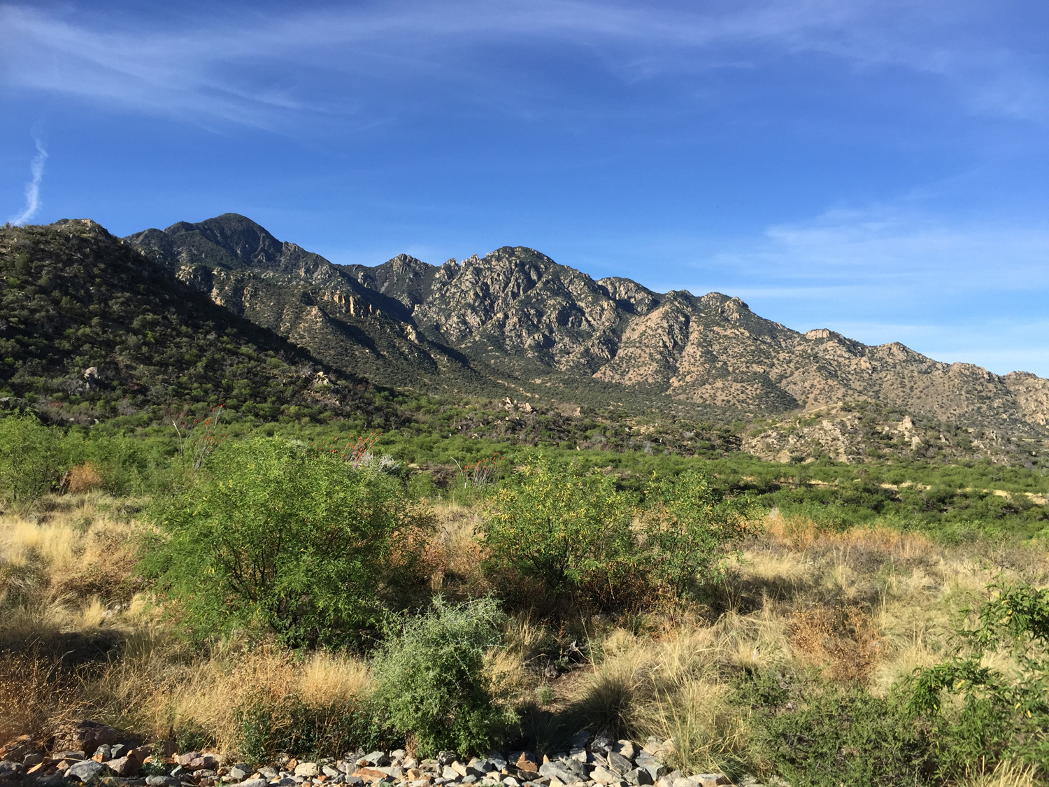 ZOOTHERA BIRDING BLOG: Arizona Day 3: Madera Canyon to Arivaca Lake