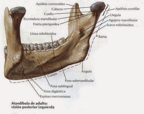 Morfofunción: Cabeza y cuello: Mandibula