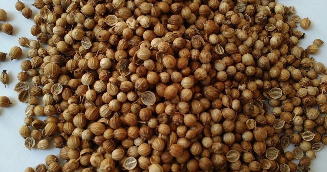 √ Manfaat Ketumbar Untuk Obat Masuk Angin Dan Cara Mengolahnya | Share Info