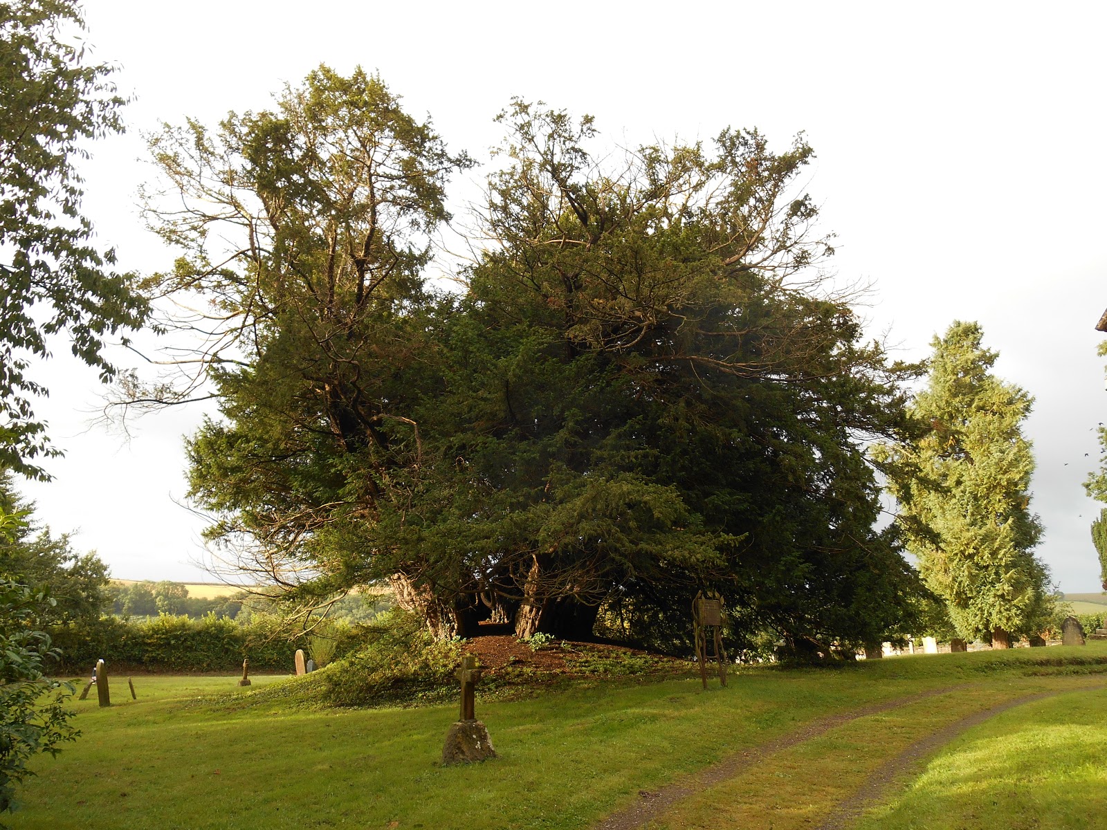 Off the Beaten Track in Somerset: Tenacious Trees: Dunster Douglas, the ...
