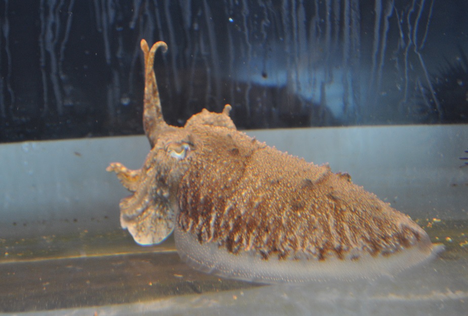 ZOOTOGRAFIANDO (6.100 ANIMALS): SEPIA / COMMON CUTTLEFISH (Sepia ...