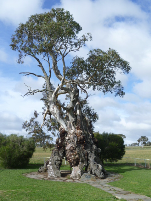 Whereiswitchwae?: Herbig Family Tree @ Springton