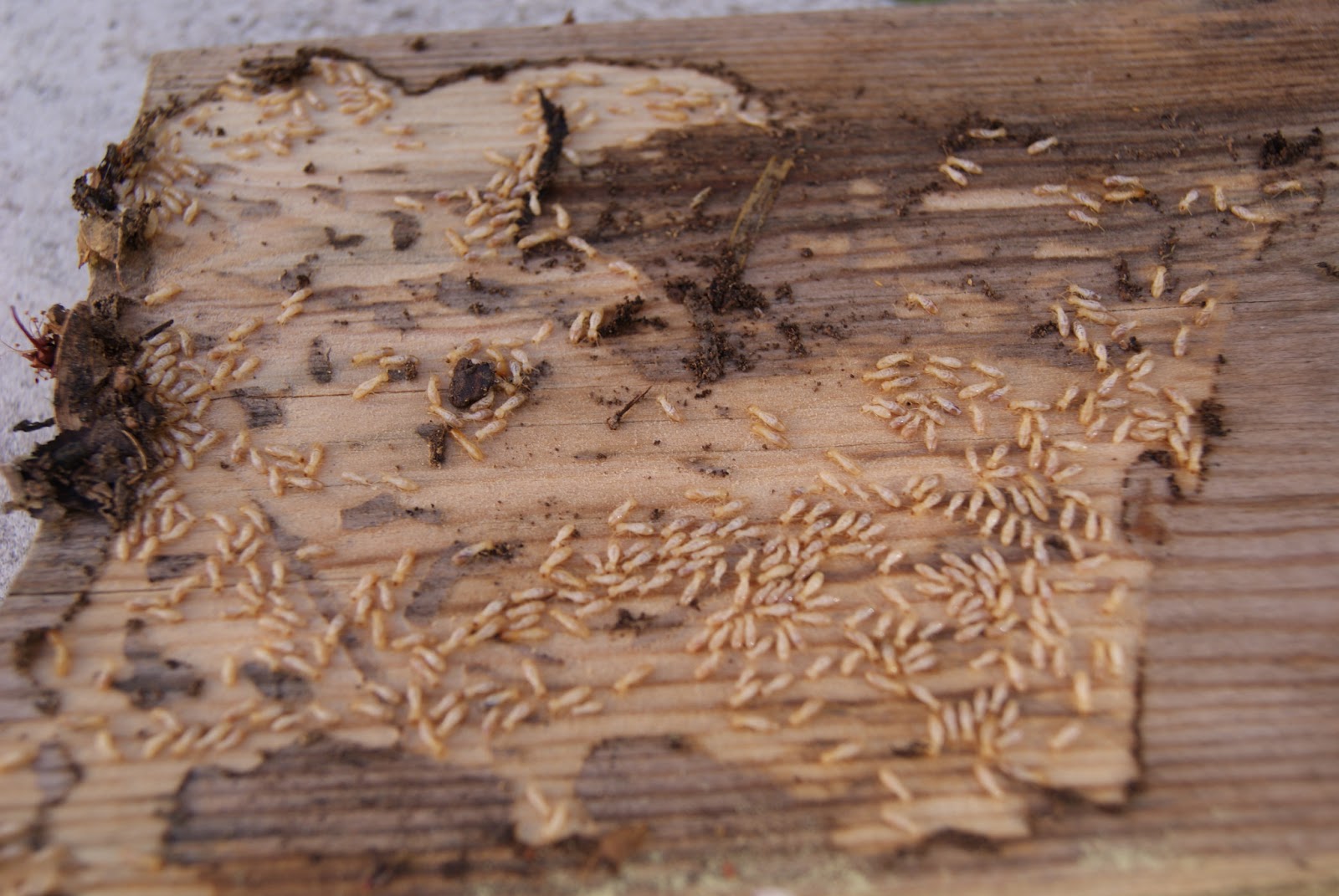 EL MUNDO DE YUYU: Termitas o Isópteros