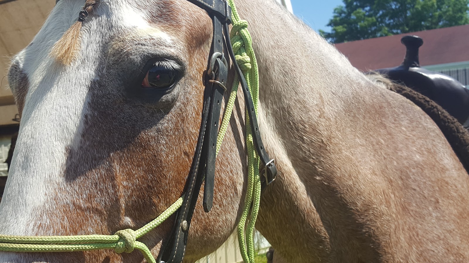 Horse Questions.... What is Your Horse Asking You?