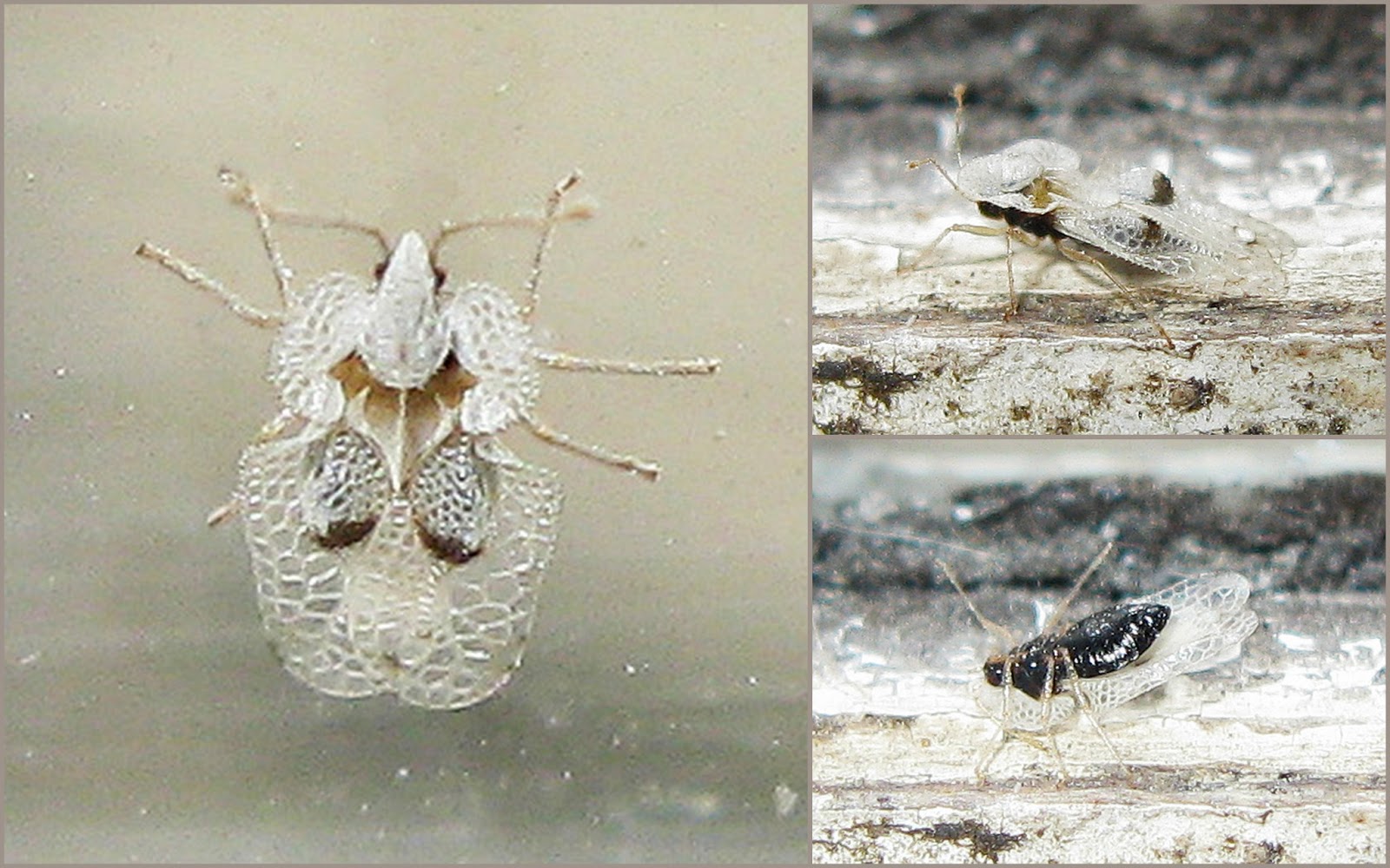 Les Cogitations de Colochat: Punaise, une dentelière sur ma fenêtre ...