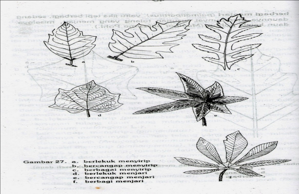 Morfologi Tumbuhan: DAUN (FOLIUM)