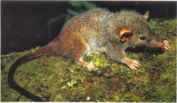 A View from the Beach: Great Moments in Wildlife Science